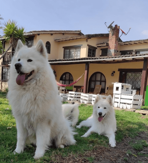 Samoyedo Medellin - Dinastia Cachorros Colombia