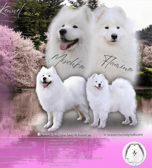 Samoyedo Medellin - Dinastia Cachorros Colombia