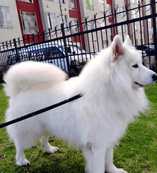 Samoyedo Medellin - Dinastia Cachorros Colombia