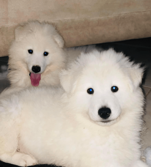Samoyedo Medellin - Dinastia Cachorros Colombia