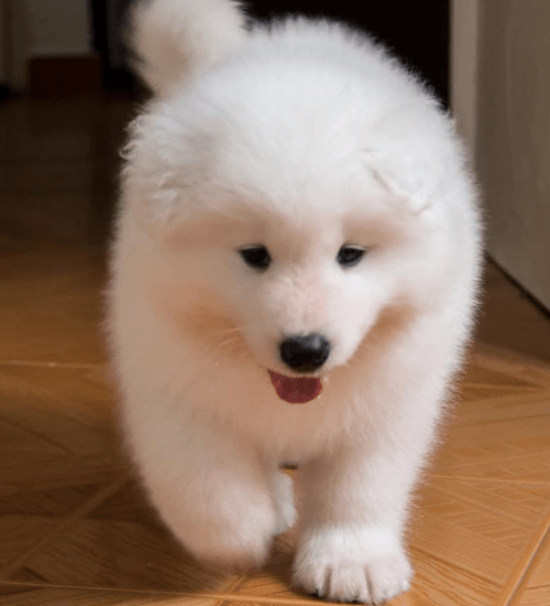 Samoyedo Medellin - Dinastia Cachorros Colombia