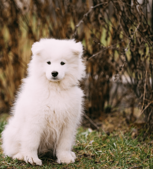 Samoyedo Medellin - Dinastia Cachorros Colombia