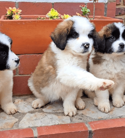 Perros San Bernardo Medellin - Dinastia Cachorros Colombia