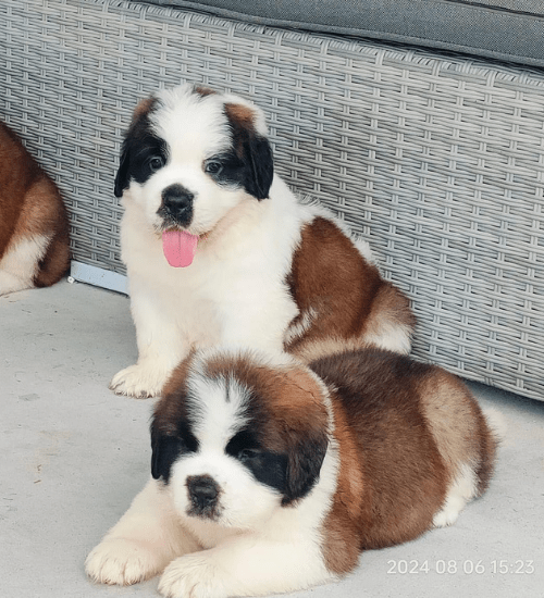 Perros San Bernardo Medellin - Dinastia Cachorros Colombia